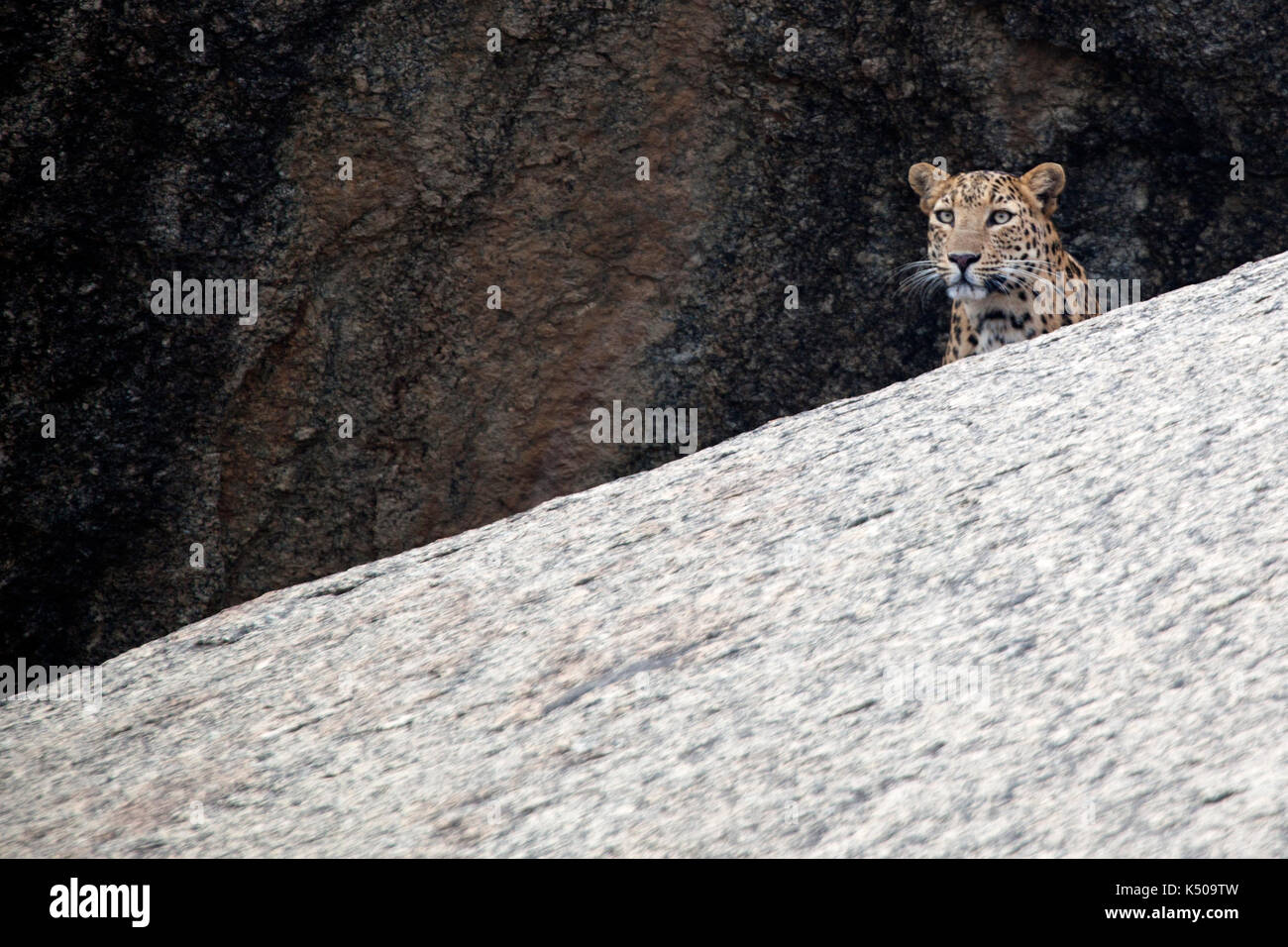 Leopard sitting on a large rock, Jawai, India Stock Photo - Alamy