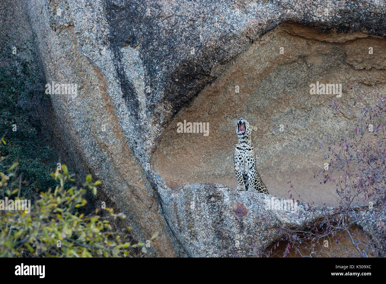 Jawai rajasthan leopard hi-res stock photography and images - Alamy