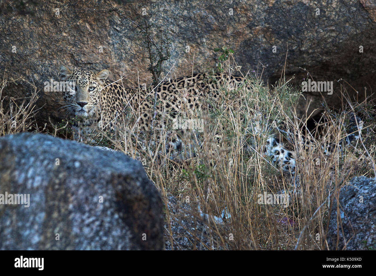Leopard looking at the camera from, Jawai, India Stock Photo - Alamy
