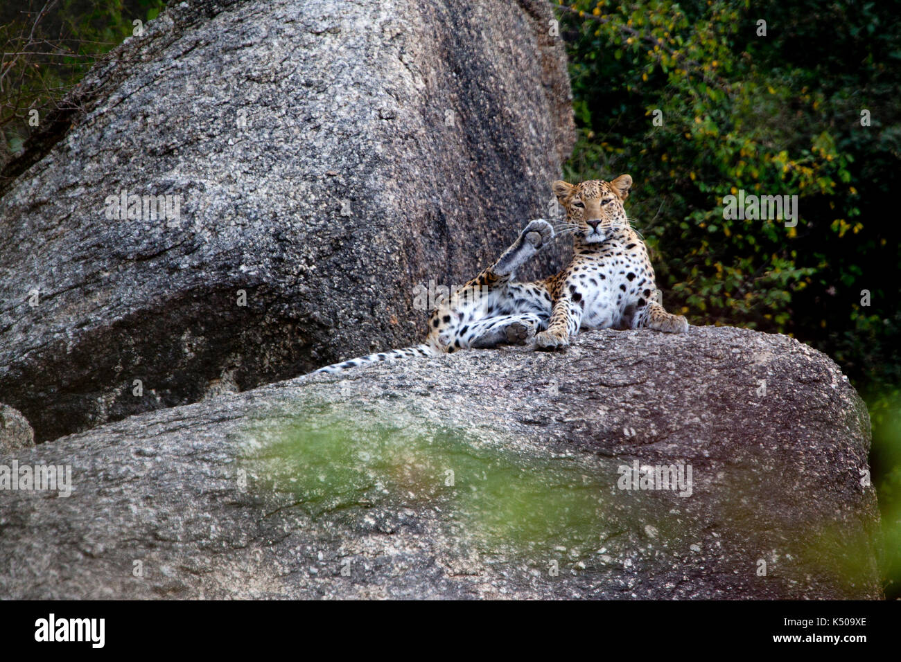Leopard sitting on a large rock, Jawai, India Stock Photo - Alamy