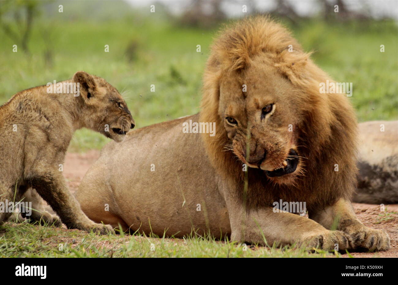 Lion growling hi-res stock photography and images - Alamy