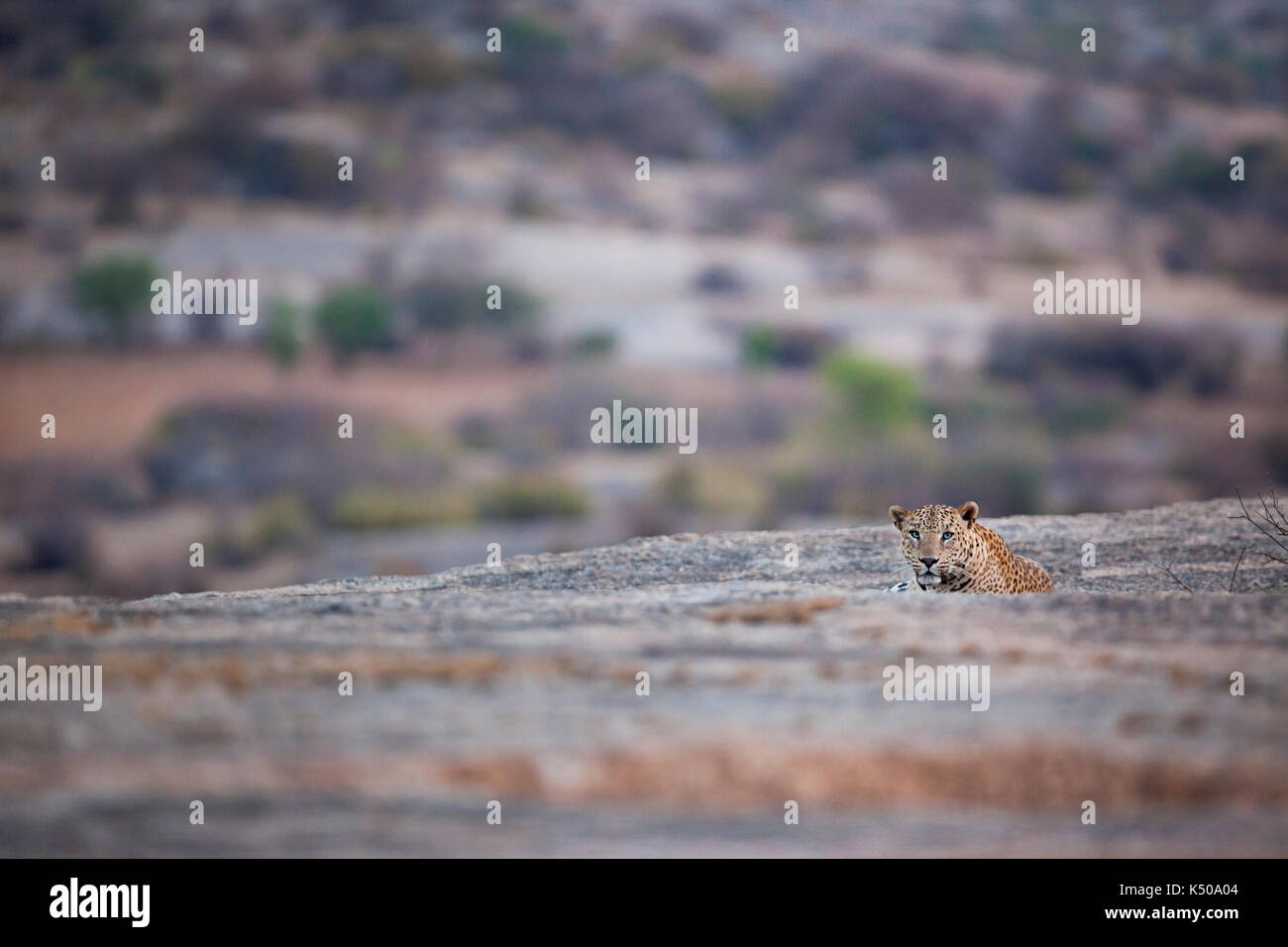 Leopard looking at the camera from a distance on a hill top, Jawai ...