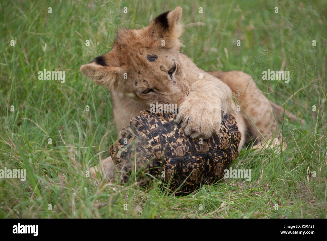 A lion cub biting a leopard tortoise, South Africa Stock Photo - Alamy