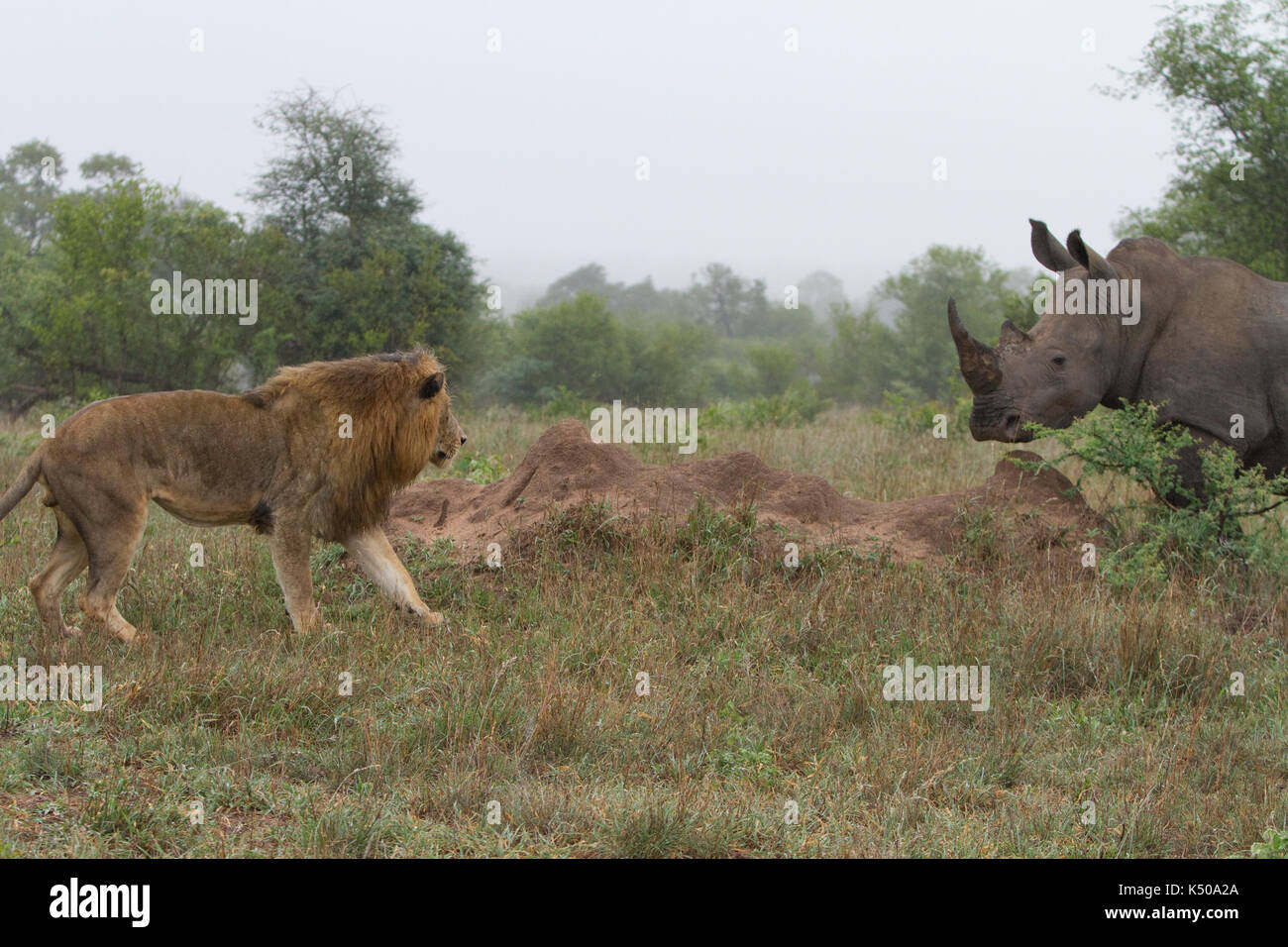 Rhino Vs Lion