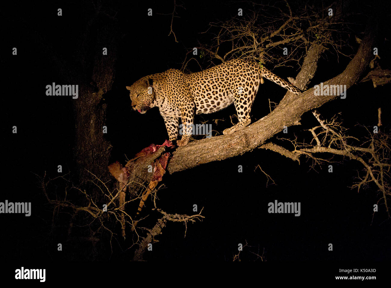 Leopard up in the tree with its prey, Londolozi, South Africa Stock ...