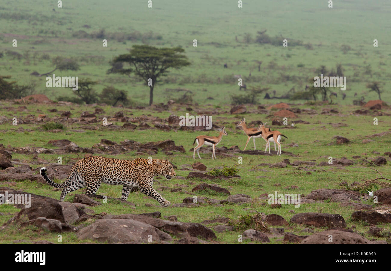 Leopard and Thomson's gazelle, Maasai Mara, Kenya Stock Photo - Alamy