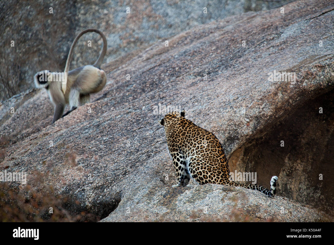 Jawai rajasthan leopard hi-res stock photography and images - Alamy