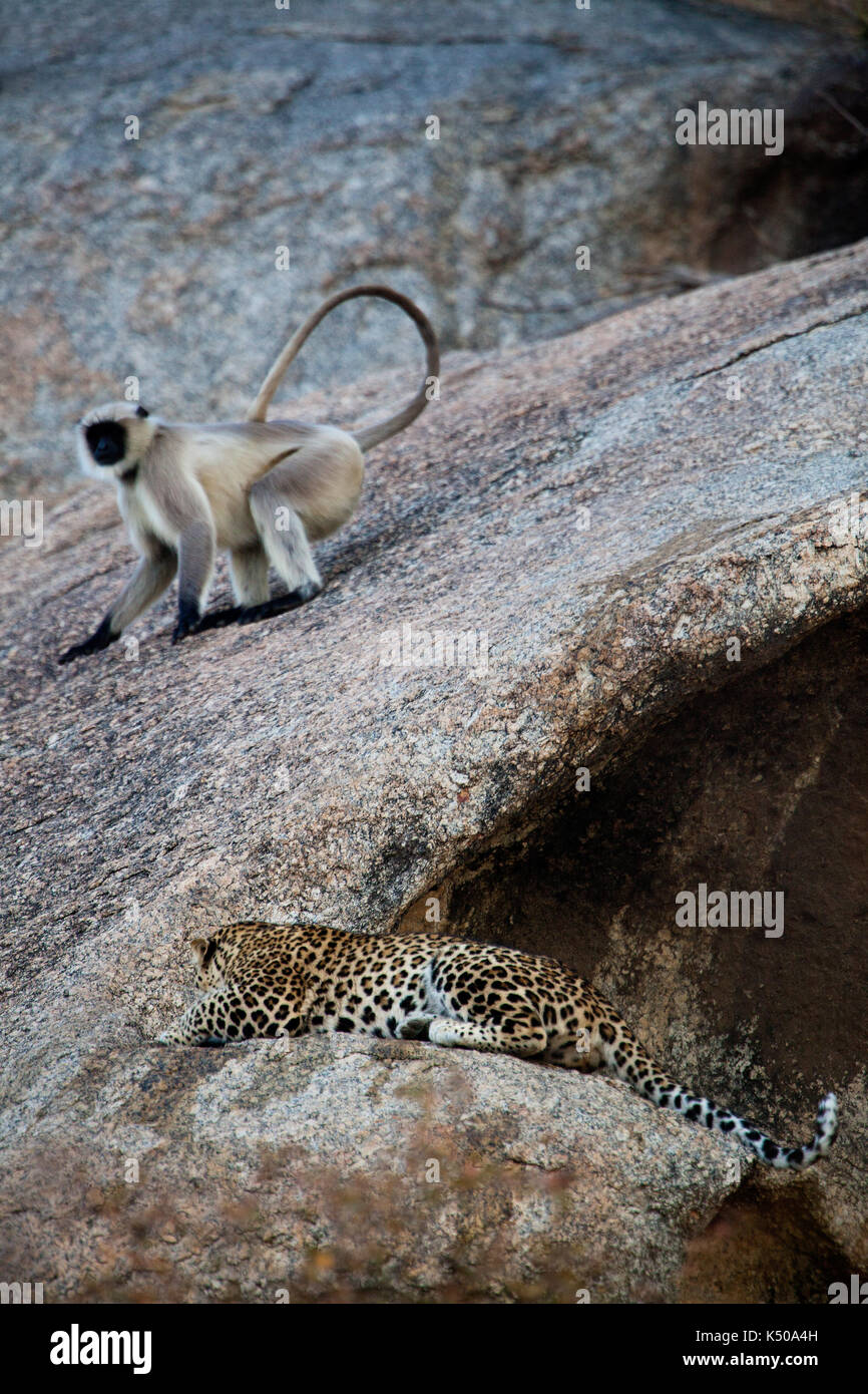 Leopard stalking a langur, Jawai, India Stock Photo - Alamy