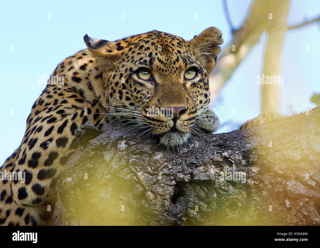 Tamboti south africa hi-res stock photography and images - Alamy