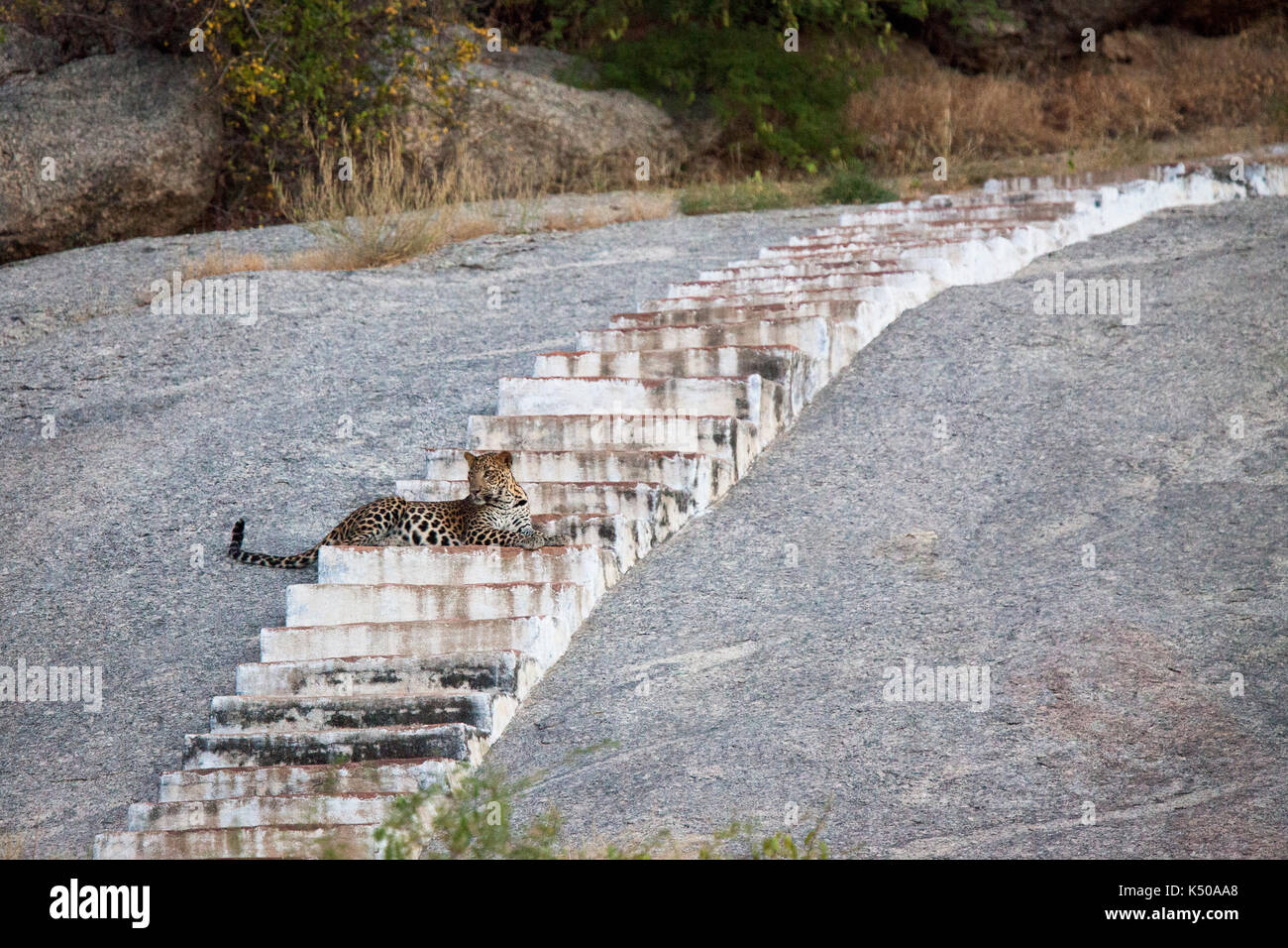 Leopard, Jawai, Rajasthan, India Stock Photo - Alamy