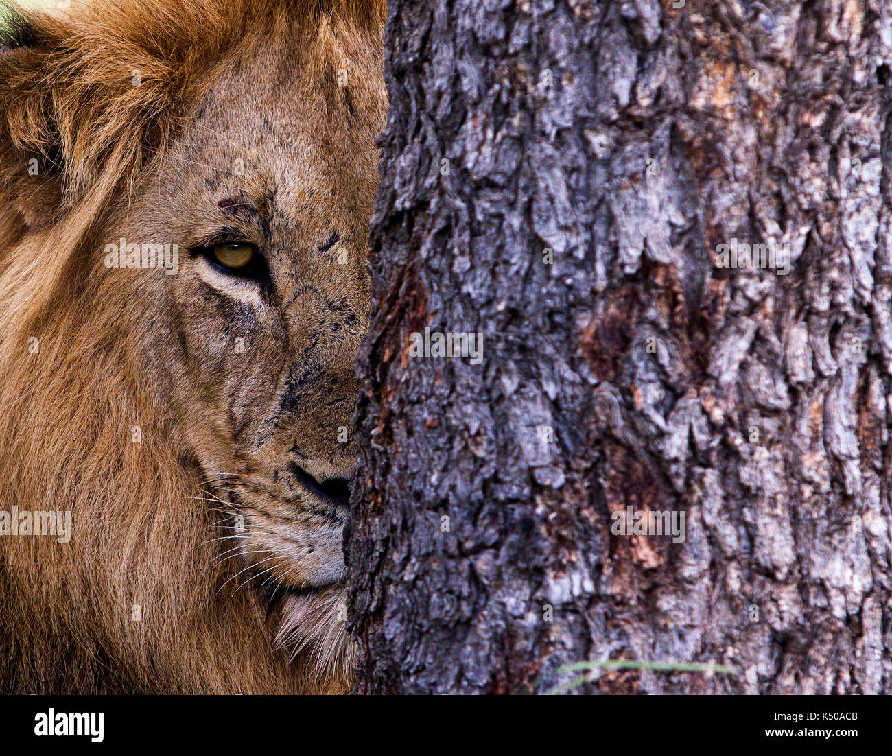 Lion hiding hi-res stock photography and images - Alamy