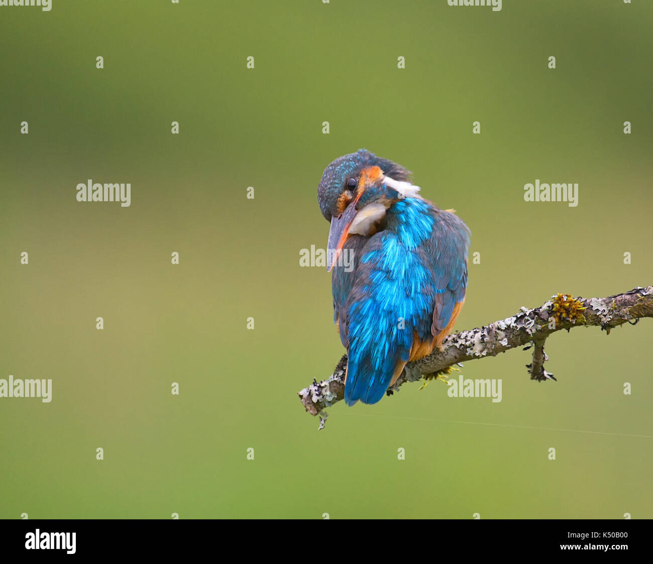 Kingfisher with fish on perch back view hi-res stock photography and ...