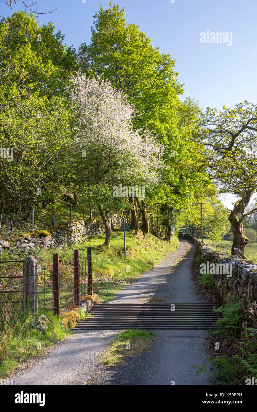 Narrow country lane in the hills near Harlech in North Wales. A sunny ...