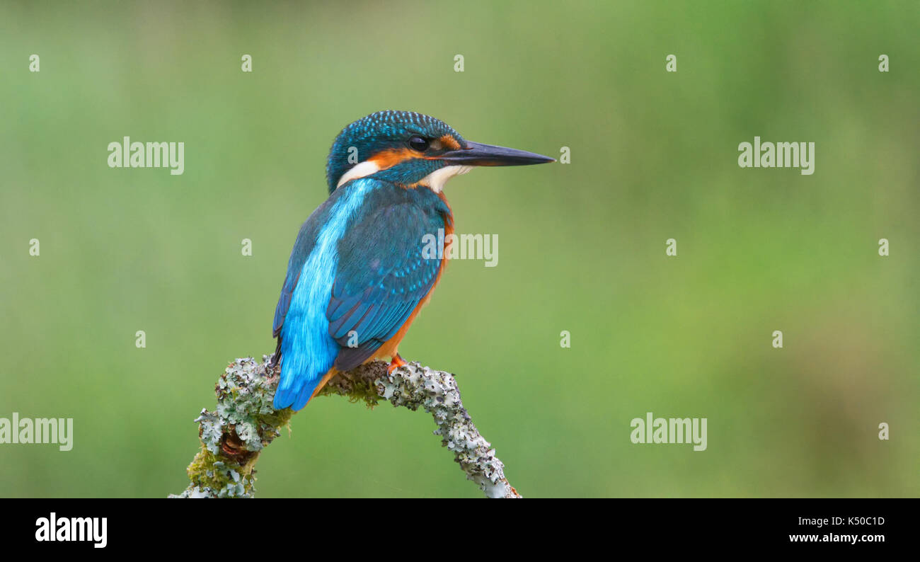 Kingfisher with fish on perch back view hi-res stock photography and ...