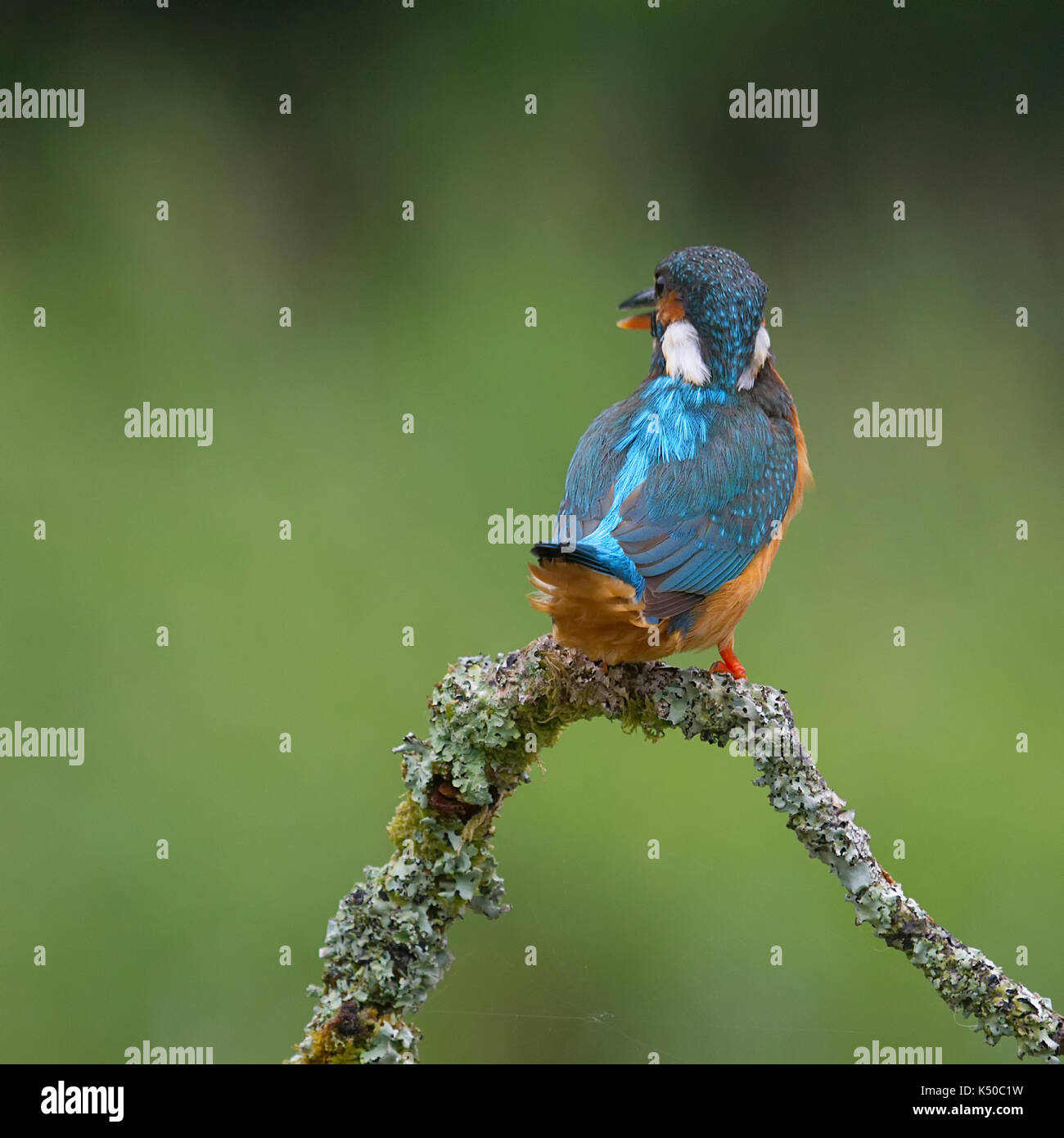 Kingfisher with fish on perch back view hi-res stock photography and ...