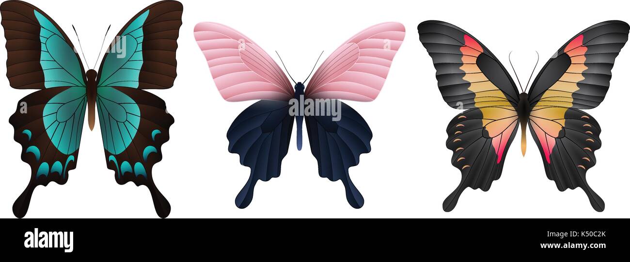 Set of colorful realistic butterflies Stock Vector Image & Art - Alamy