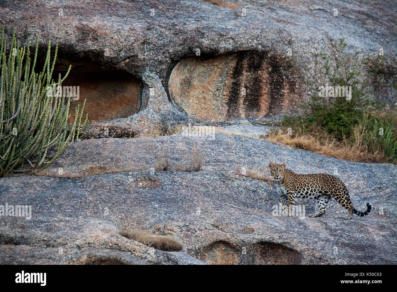 Leopard and a hidden cub, Jawai, Rajasthan, India Stock Photo - Alamy
