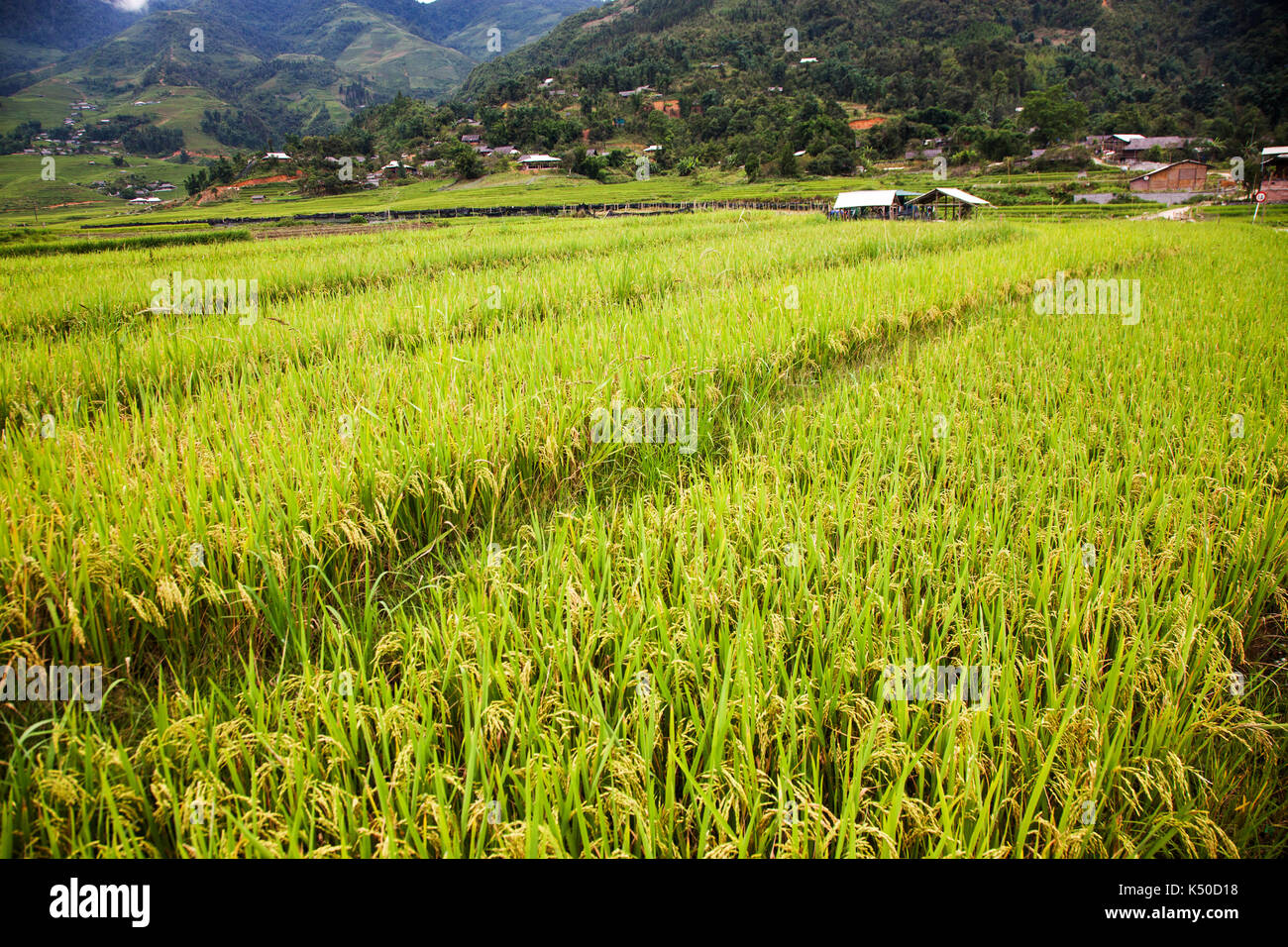 green rice fields in Ta Phin village, Sa Pa, Vietnam Stock Photo - Alamy