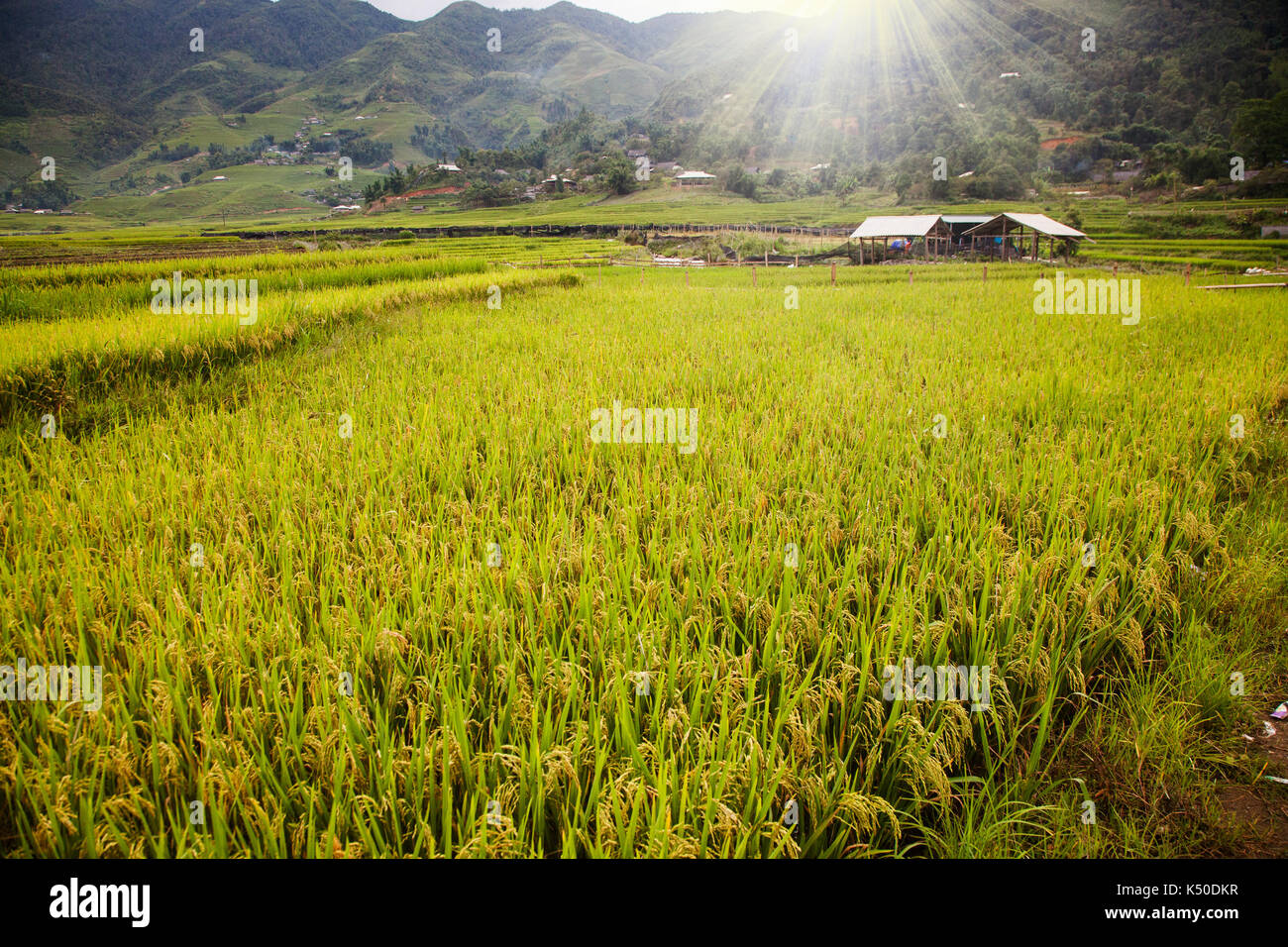 Ta pa rice fields, vietnam hi-res stock photography and images - Alamy