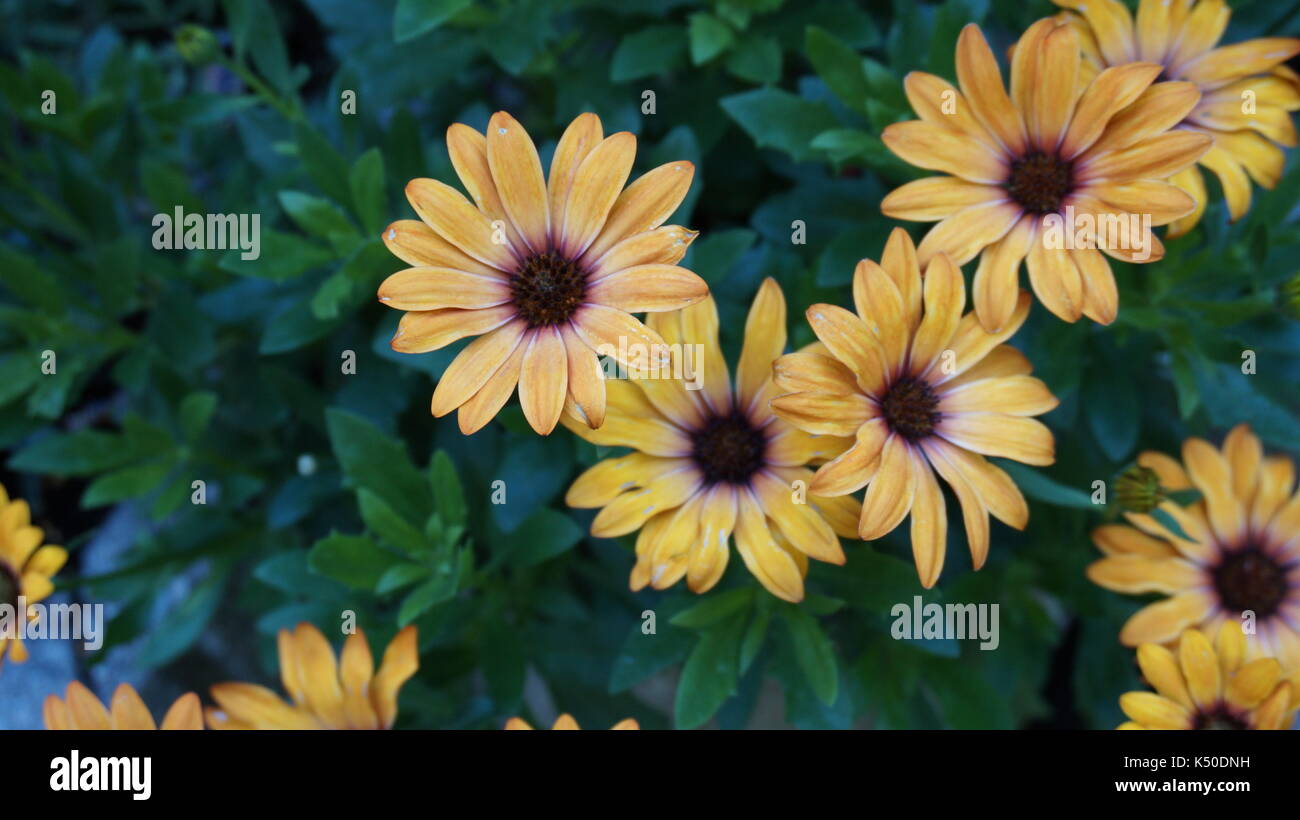 flower yellow gerbera daisy summer garden Stock Photo - Alamy