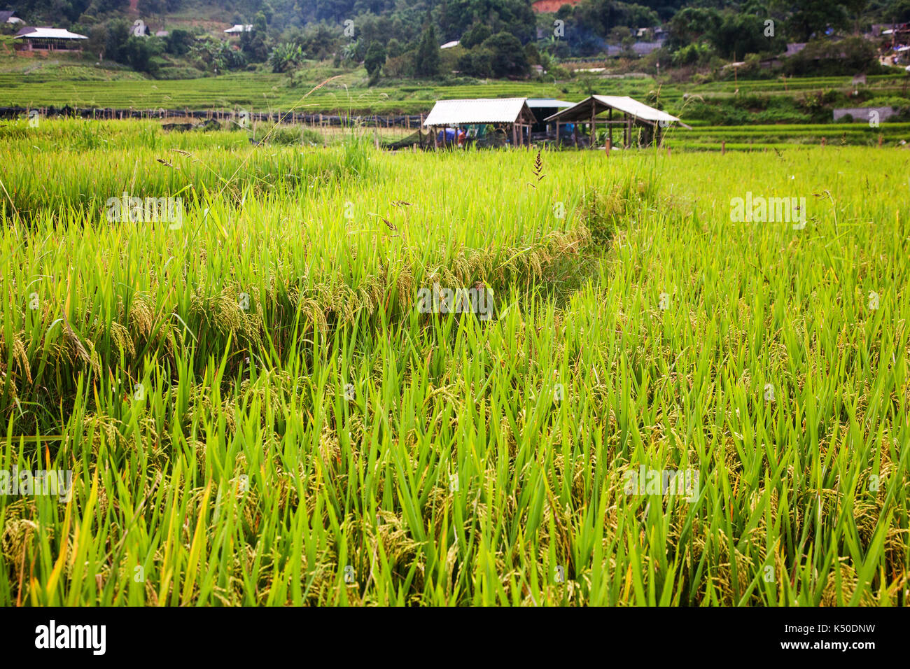 Ta pa rice fields, vietnam hi-res stock photography and images - Alamy