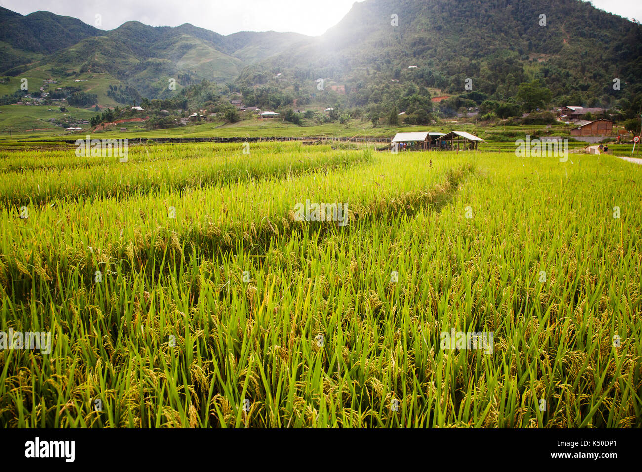 Ta pa rice fields, vietnam hi-res stock photography and images - Alamy