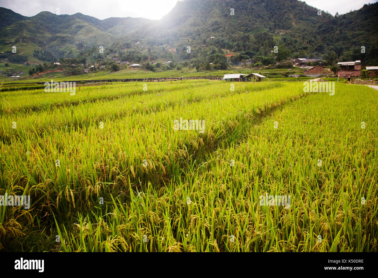 Ta pa rice fields, vietnam hi-res stock photography and images - Alamy