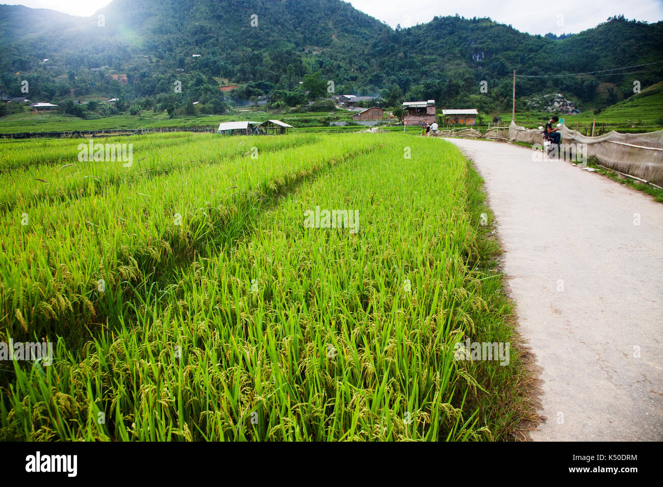 Ta pa rice fields, vietnam hi-res stock photography and images - Alamy