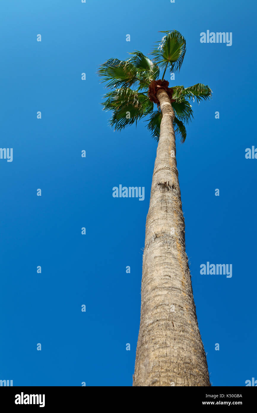 Tall palm tree against blue sky hi-res stock photography and images - Alamy