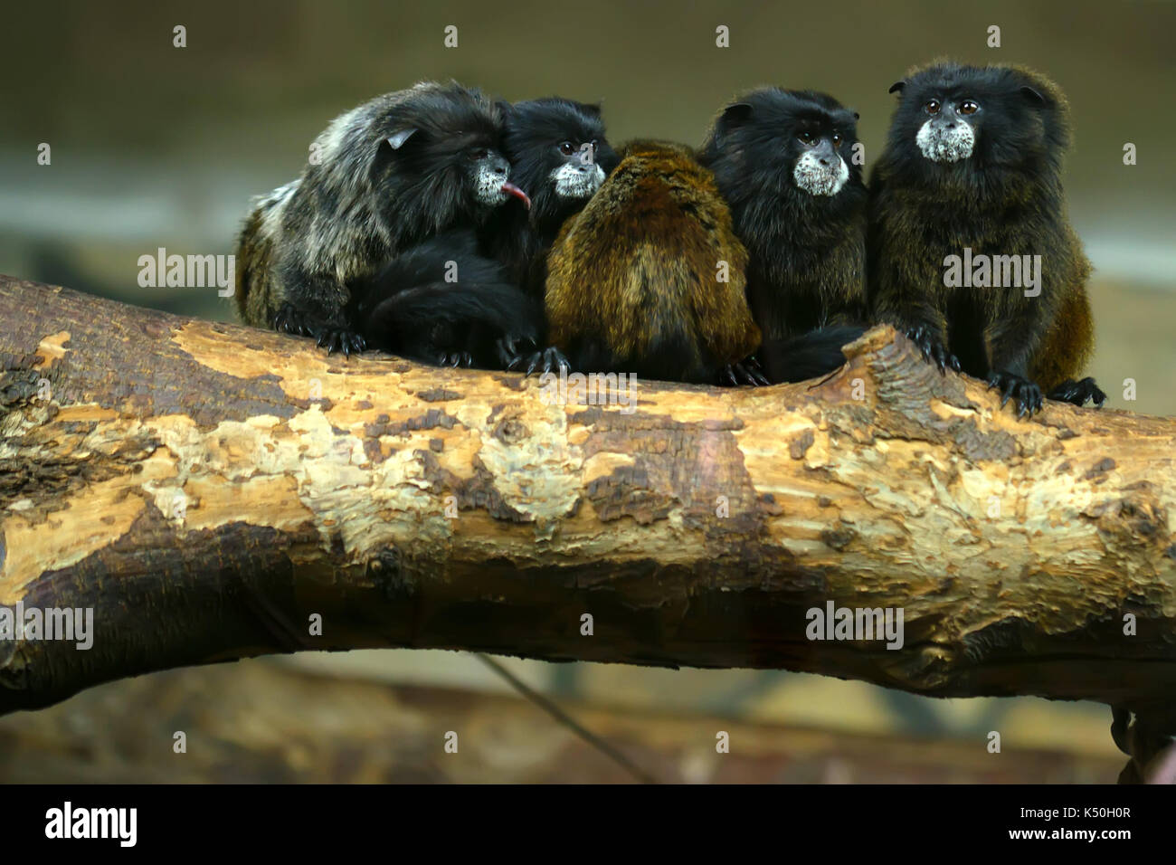 Black-mantled tamarins or Saguinus nigricollis Stock Photo - Alamy