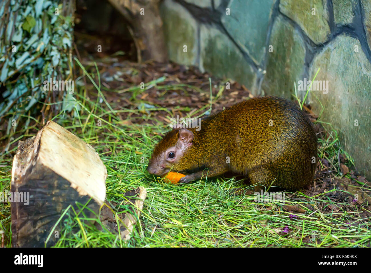 Central American agouti or Dasyprocta punctata Stock Photo - Alamy