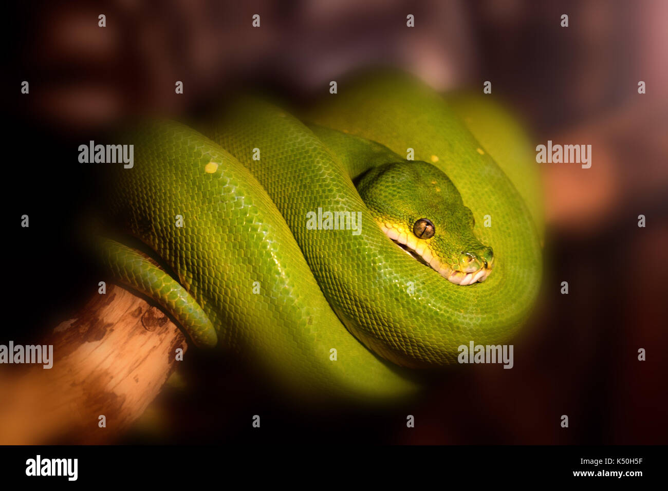 Green tree python or Morelia viridis on branch Stock Photo - Alamy