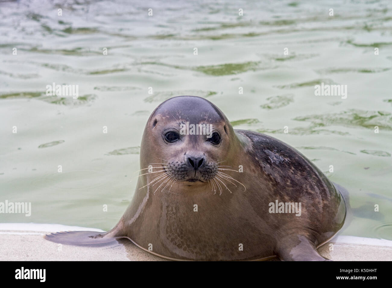 seal in close up Stock Photo - Alamy