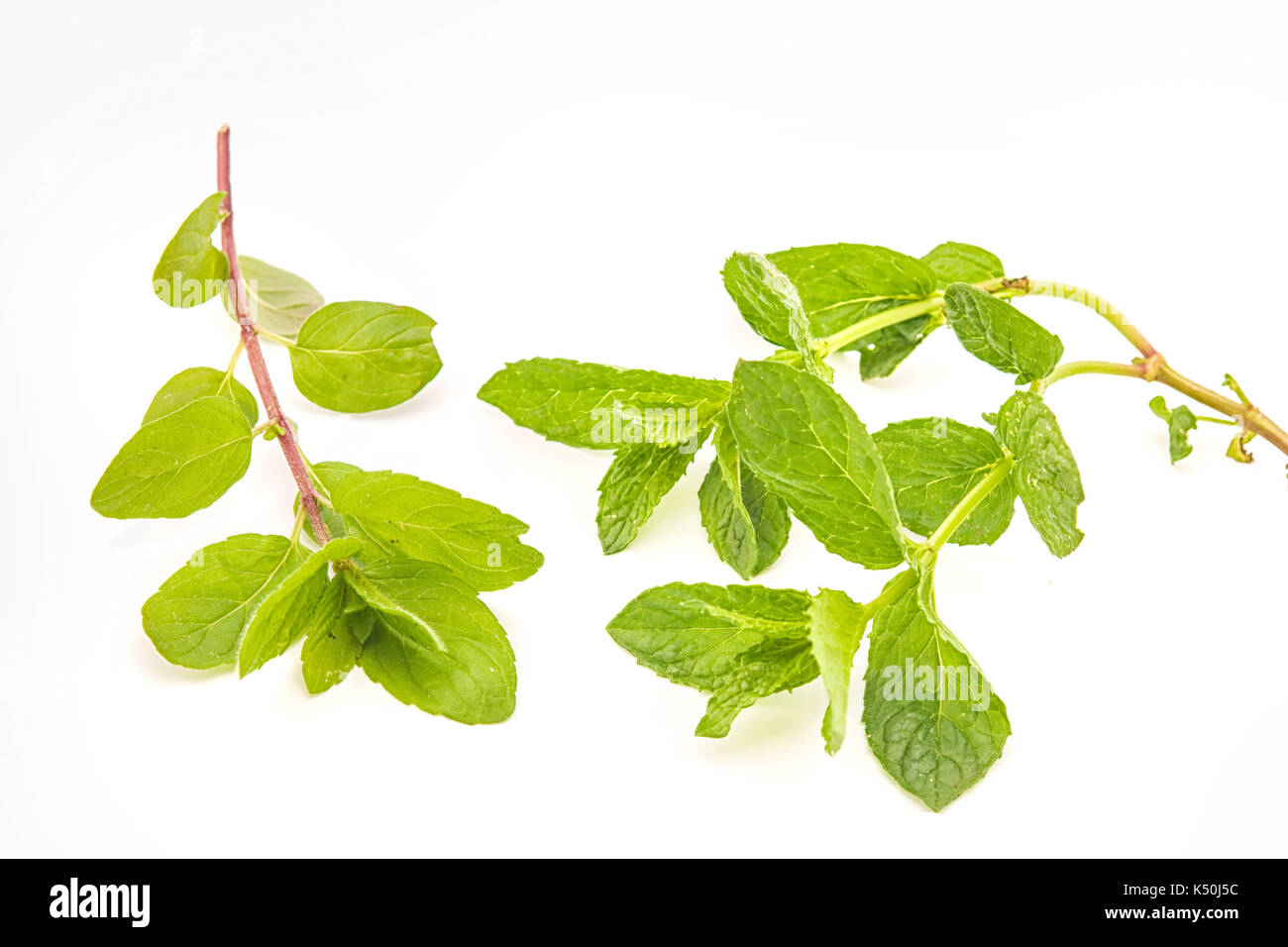 Two kinds of mint isolated on white. European mint and Moroccan mint ...