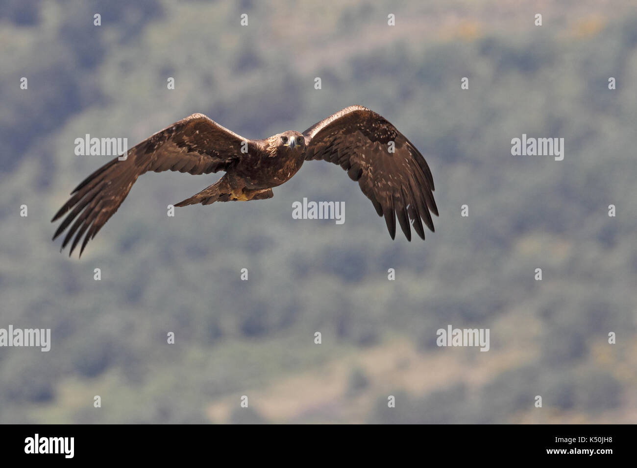 Golden eagle hunting prey among the rocks Stock Photo - Alamy