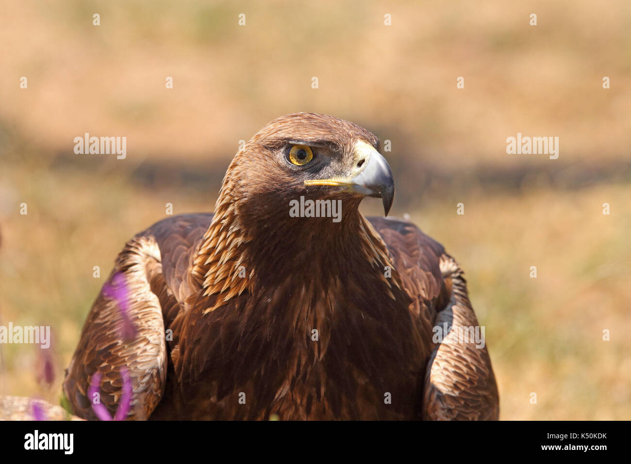 Golden eagle aquila reale hi-res stock photography and images - Alamy