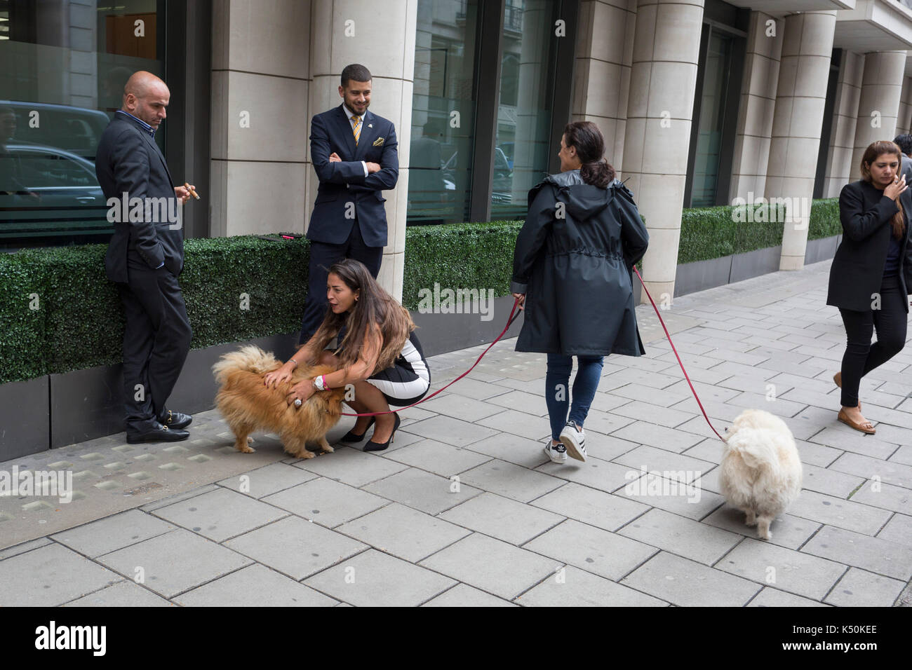 A family of pomeranian dogs (aka Zwergspitz) are being taken out for ...