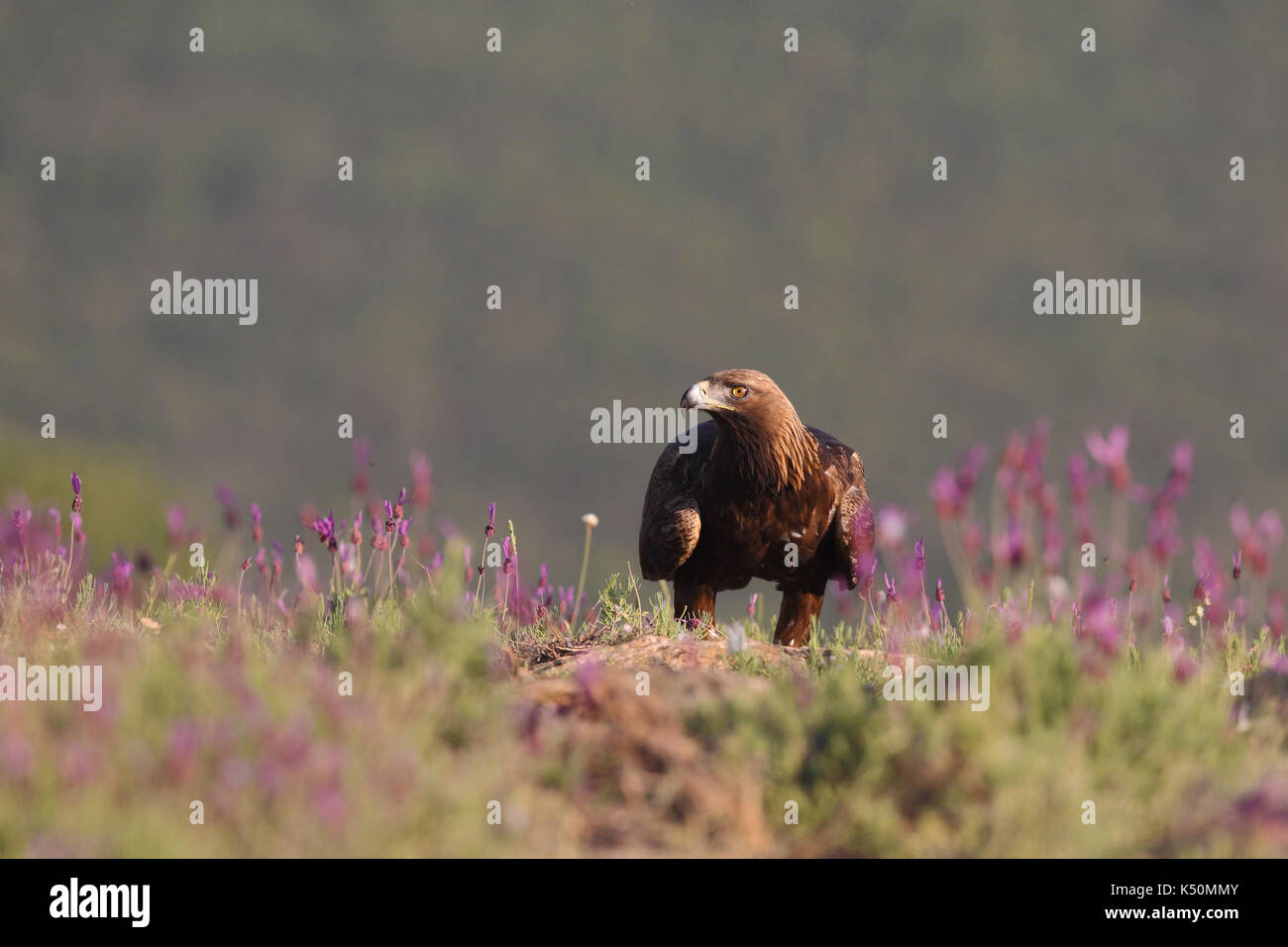 Golden eagle hunting prey among the rocks Stock Photo - Alamy