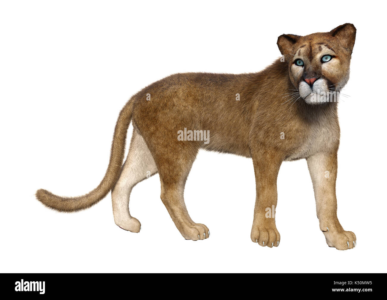 3D rendering of a big cat puma isolated on white background Stock Photo ...
