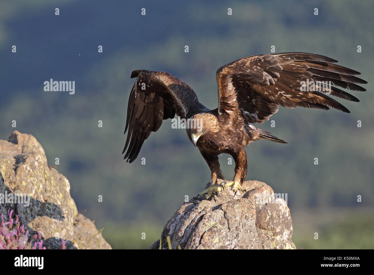 Golden eagle hunting prey among the rocks Stock Photo - Alamy