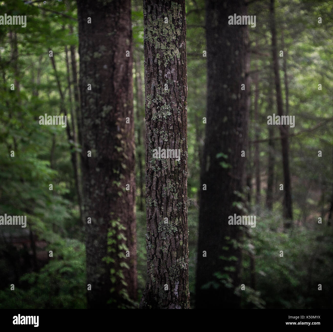 The Three Trees of the Forest Stock Photo - Alamy