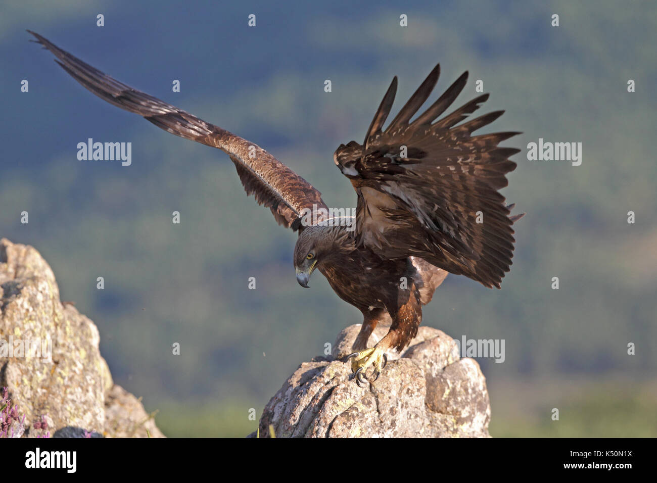 Golden eagle hunting prey among the rocks Stock Photo - Alamy
