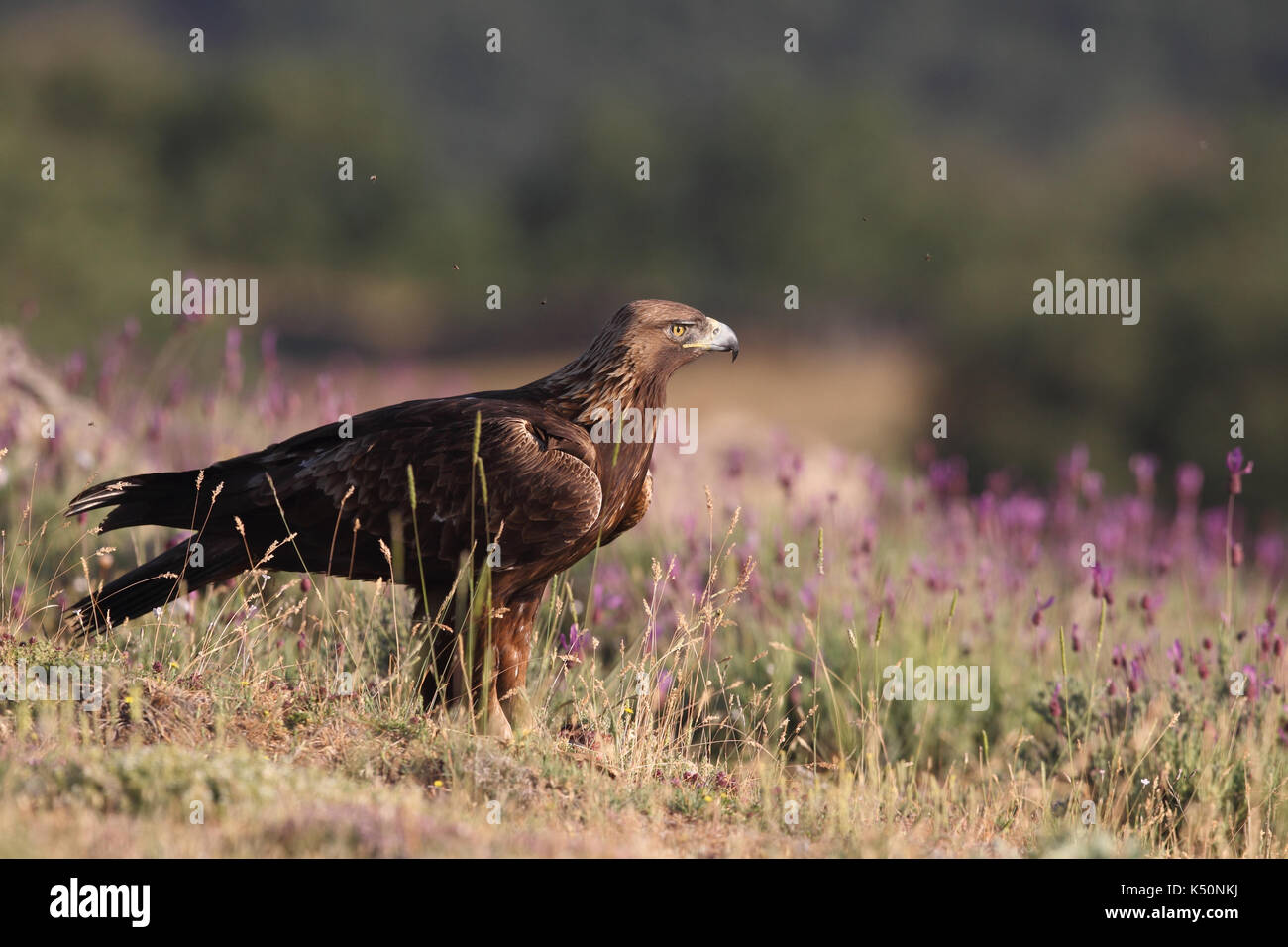 Golden eagle hunting prey among the rocks Stock Photo - Alamy