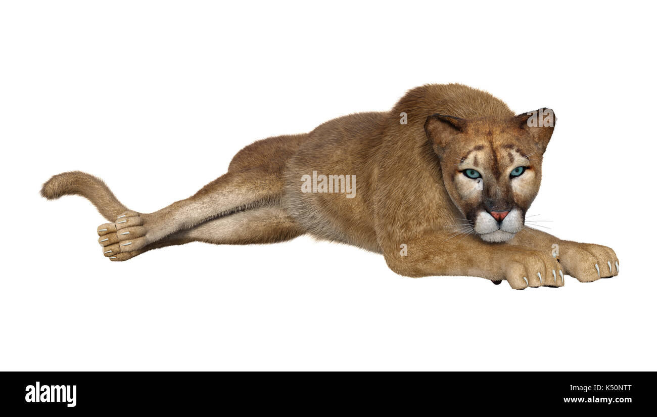 3D rendering of a big cat puma isolated on white background Stock Photo ...