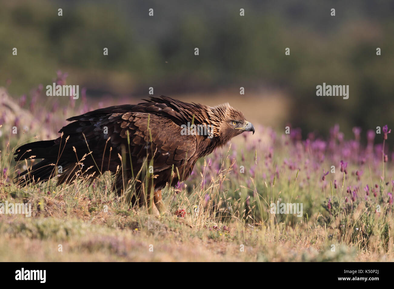 Eagle hunting hi-res stock photography and images - Alamy