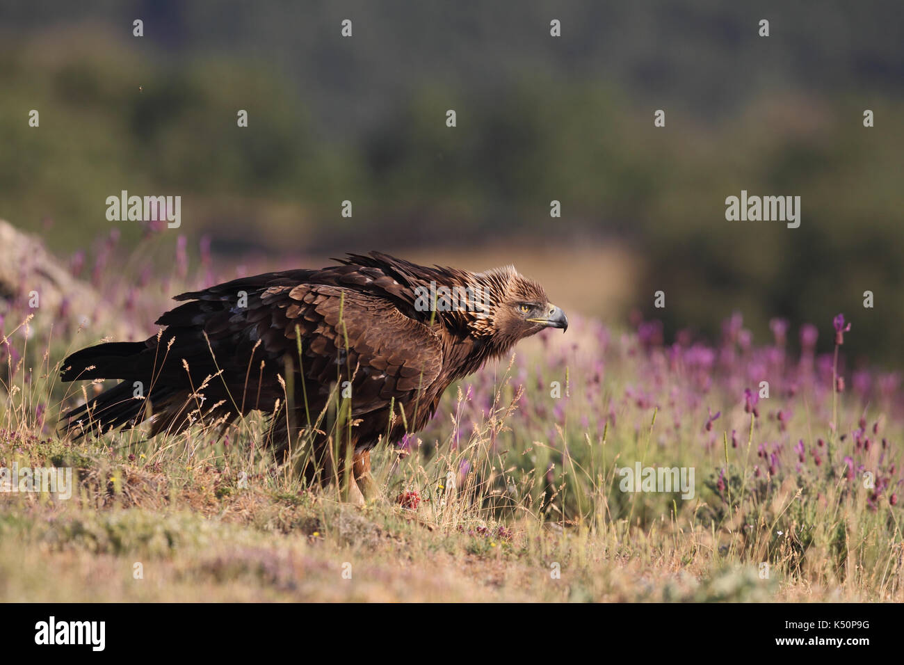 Golden eagle hunting prey among the rocks Stock Photo - Alamy
