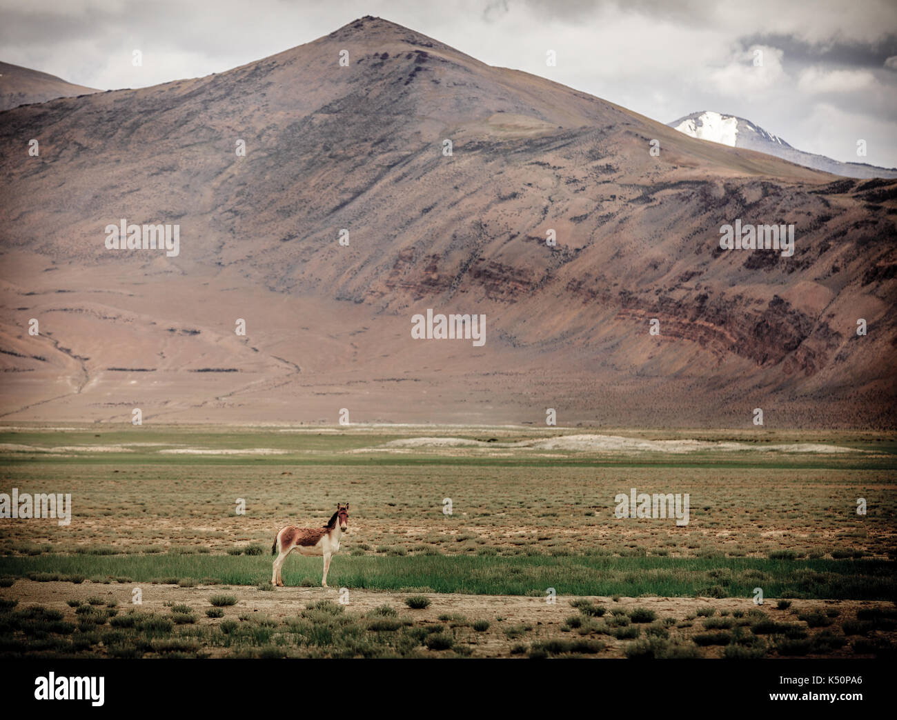 Tibetan Wild Ass or Kyang on Changthang plateau in Ladakh, India Stock ...
