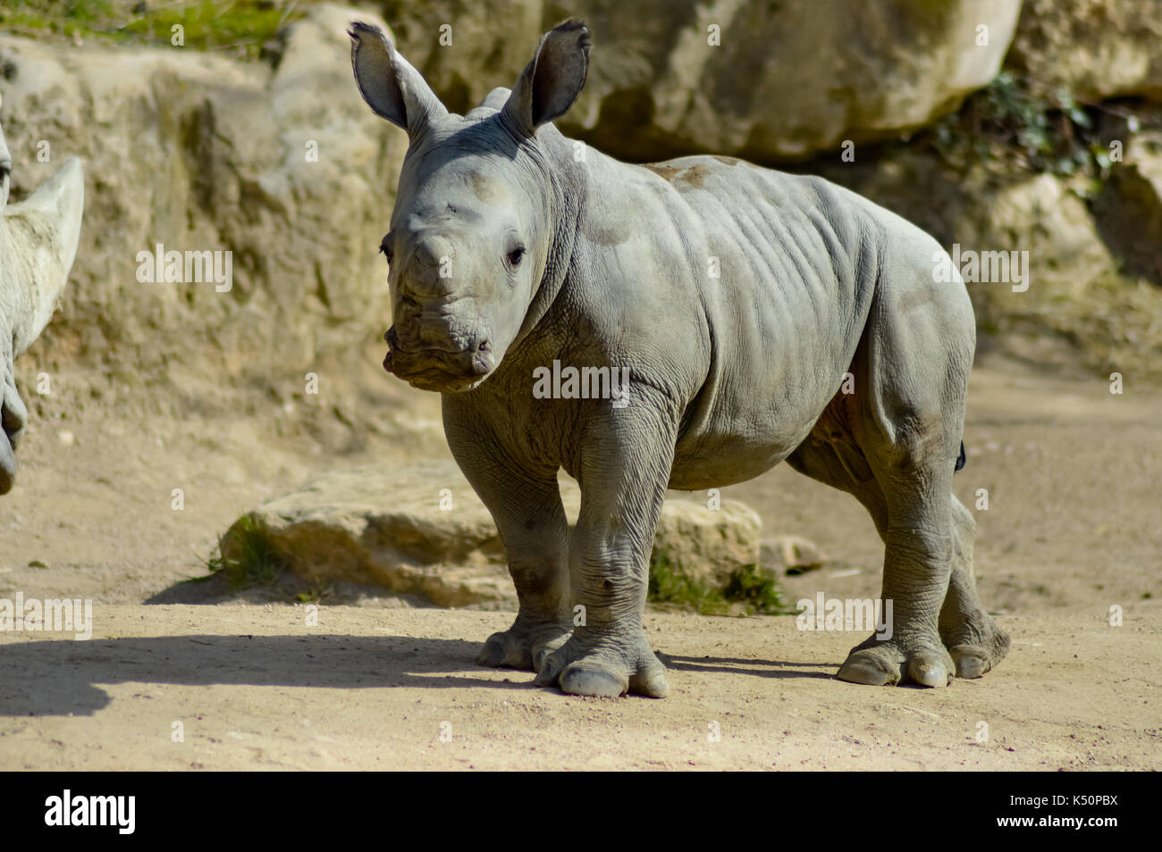 Young rhinoceros on a rock background in a wildlife park in France ...