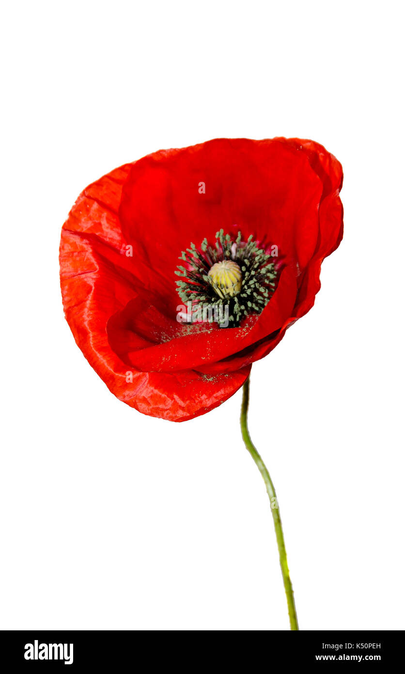 Red wild flower of Papaver rhoeas close up (corn poppy, corn rose ...