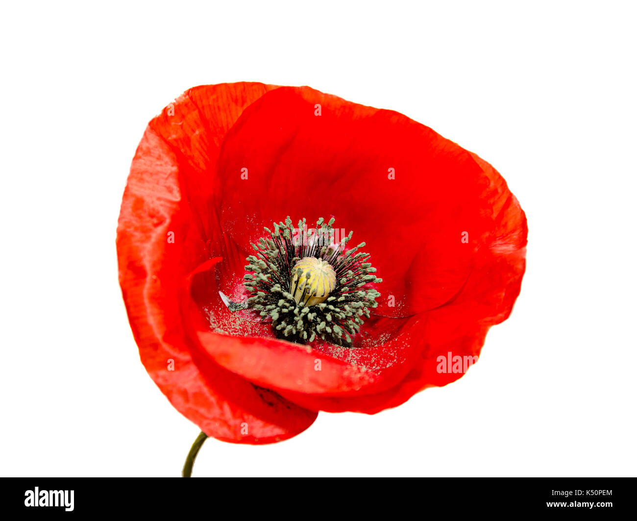 Red wild flower of Papaver rhoeas close up (corn poppy, corn rose ...